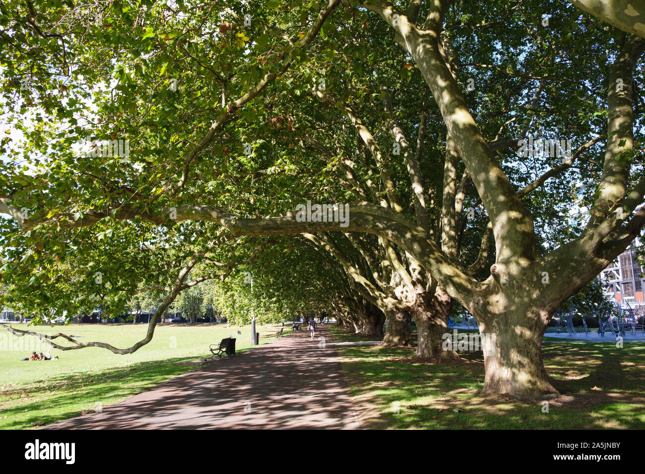 Auckland, New Zealand - April 15, 2019: Beautiful old plane trees in ...