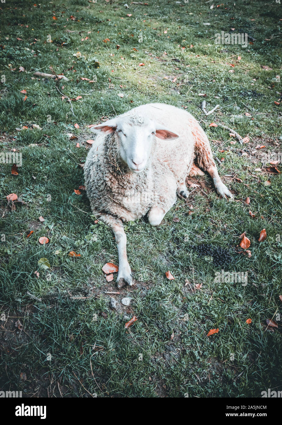 Sheep Photo Art High Resolution Stock Photography and Images - Alamy