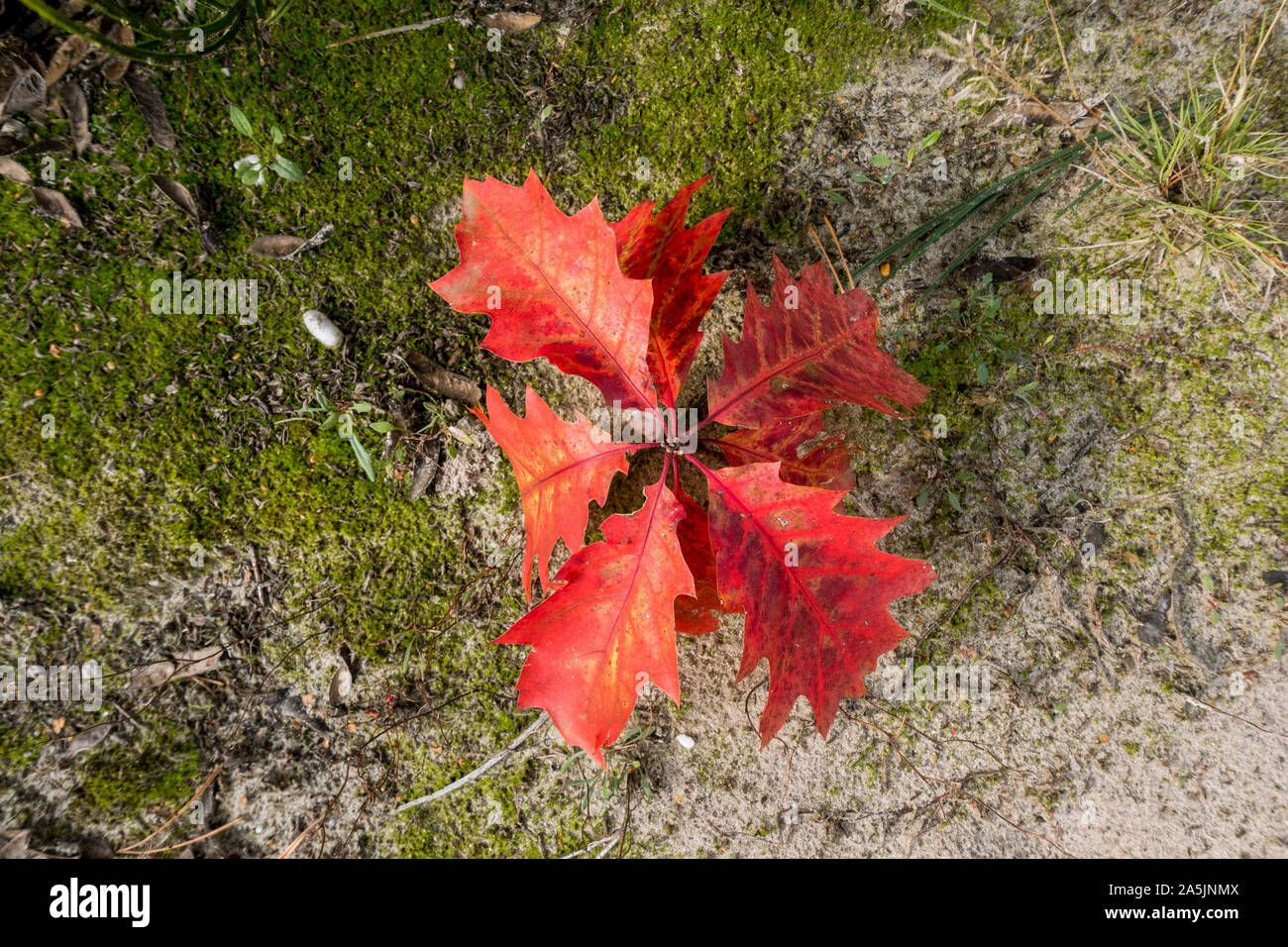 Northern red oak hi-res stock photography and images - Alamy