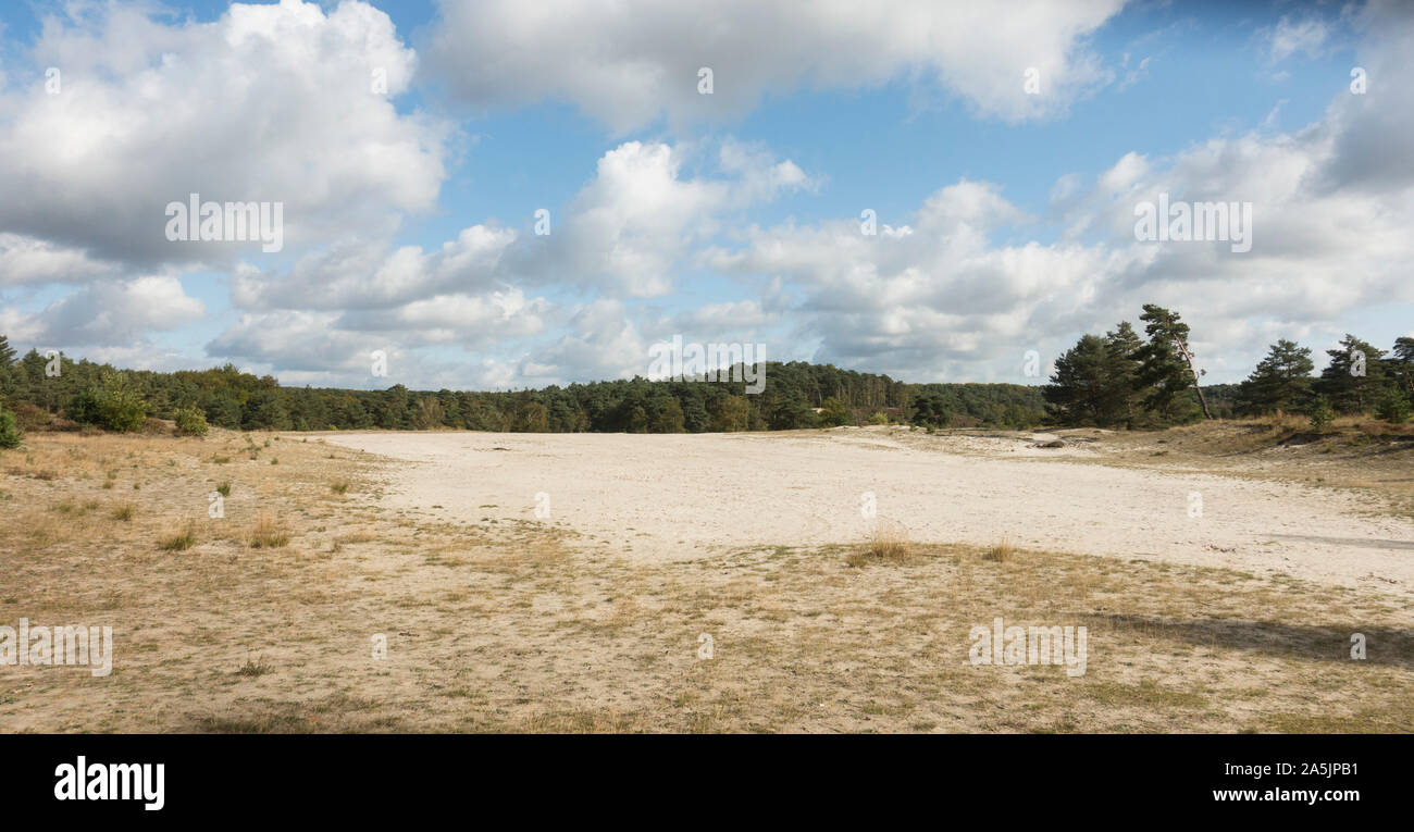 Heath moor Brunssummerheide, drift-sand, Nature reserve, Limburg ...