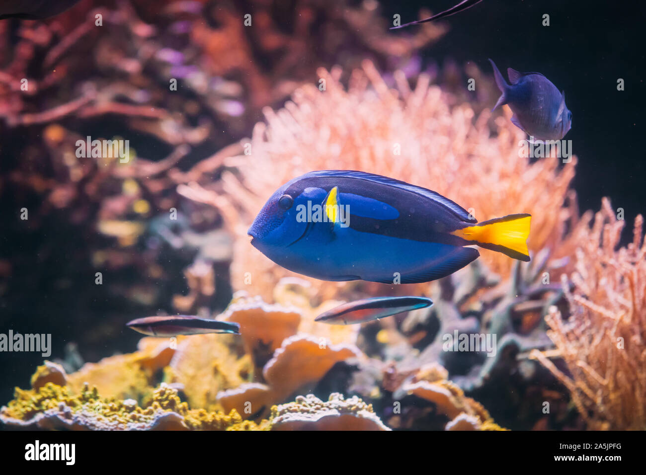 Blue Tang Fish Paracanthurus Hepatus Swimming In Water. Popular Fish In ...