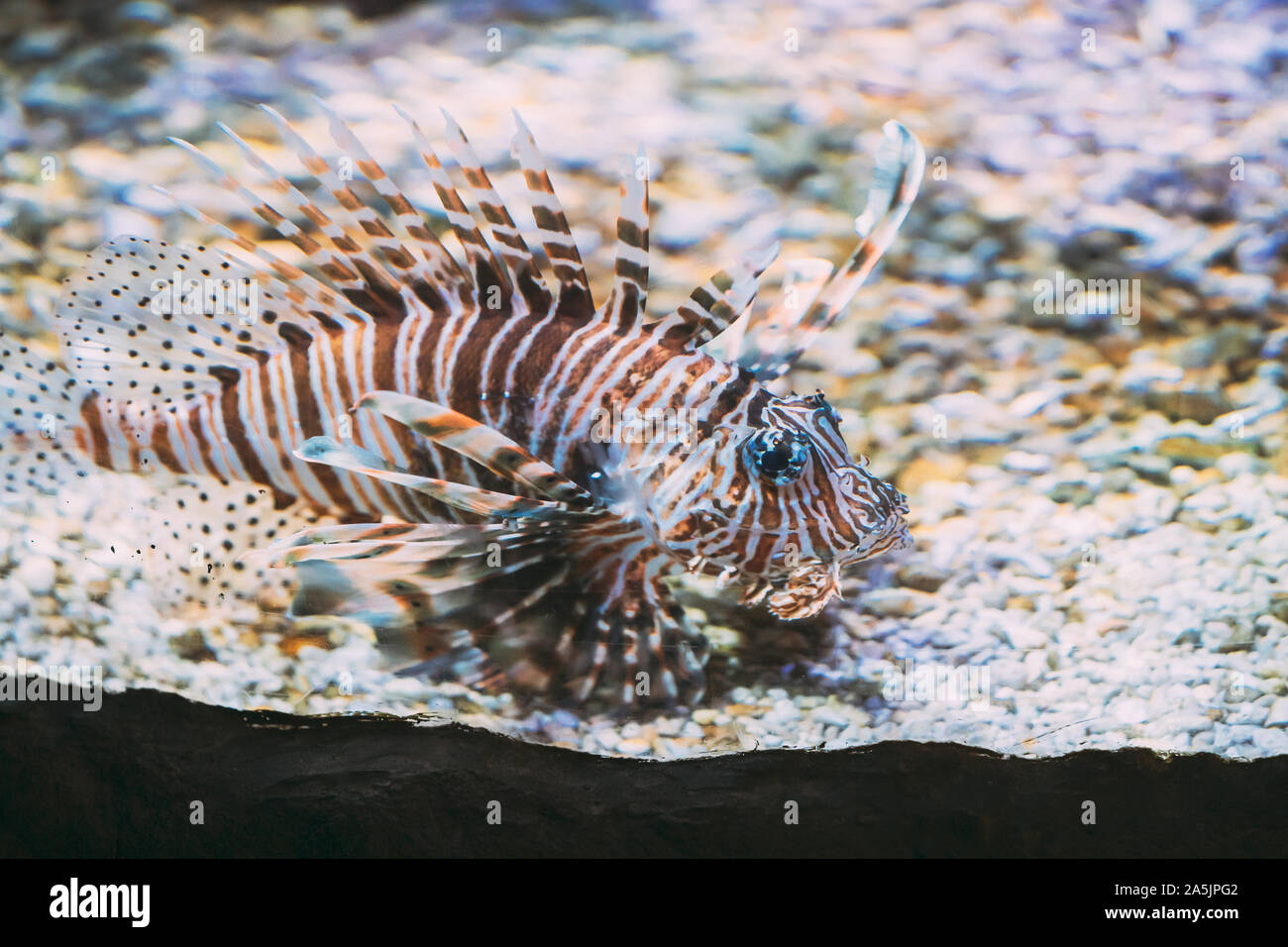 Red Lionfish Pterois Volitans Is Venomous Coral Reef Fish Swimming In ...