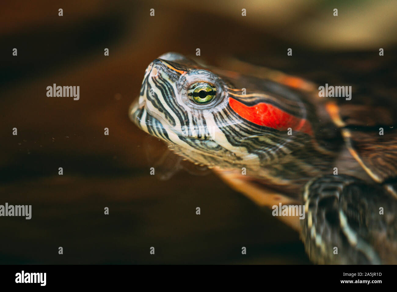 Small Red-ear Turtles Swiming In Pond Stock Photo - Alamy