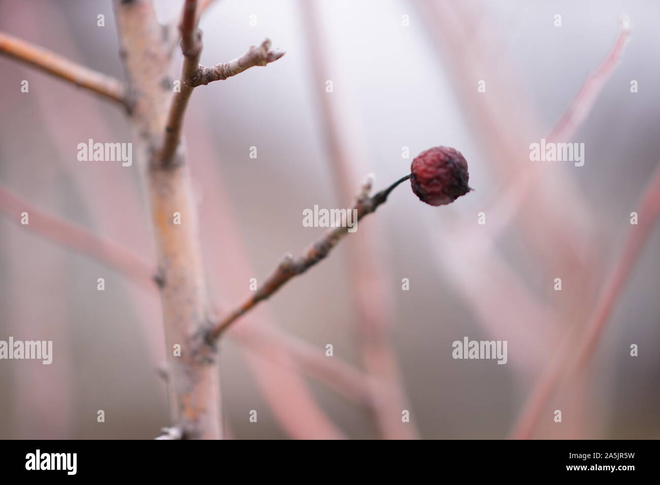 Branches in winter dried hi-res stock photography and images - Alamy