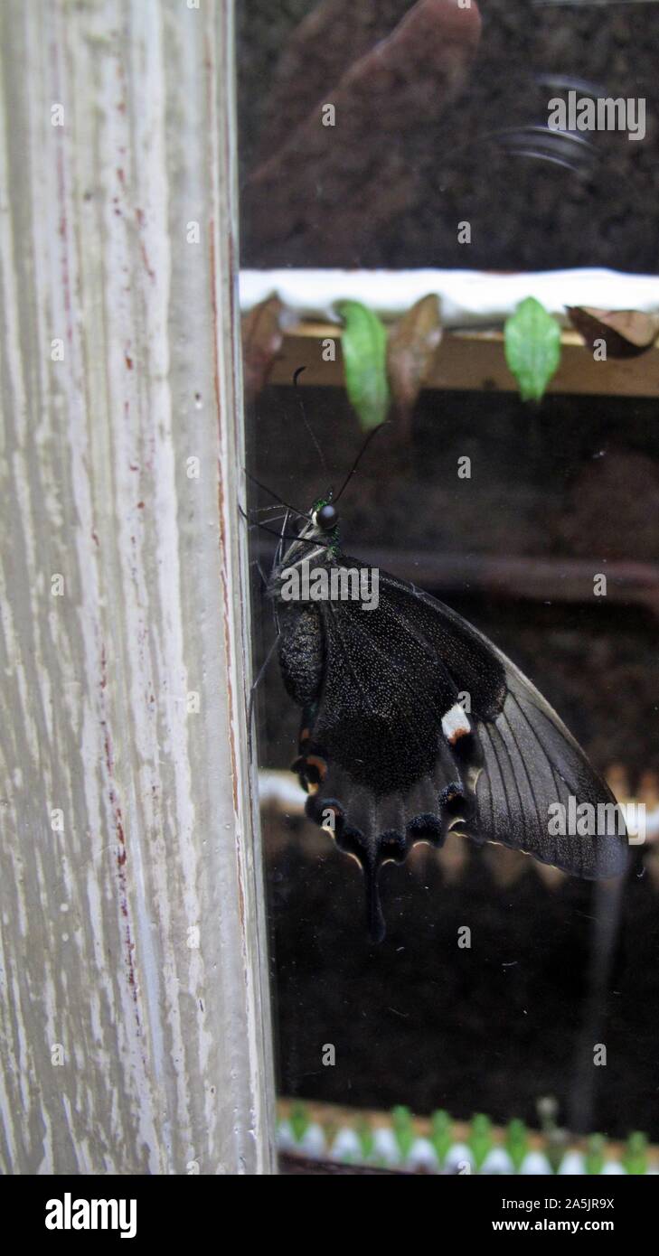 Ms. Butterfly Lovely Spring Nature Butterly Stock Photo - Alamy