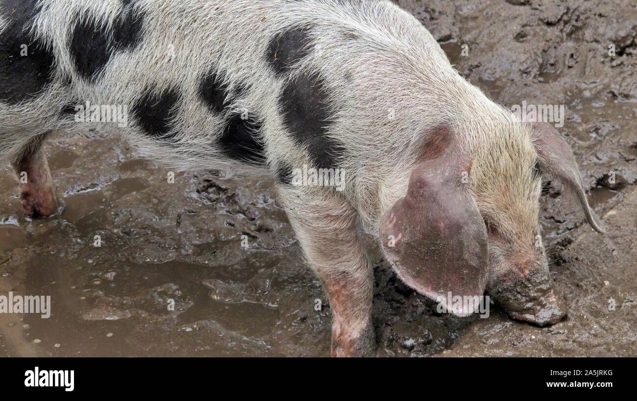 pig in mud Stock Photo - Alamy