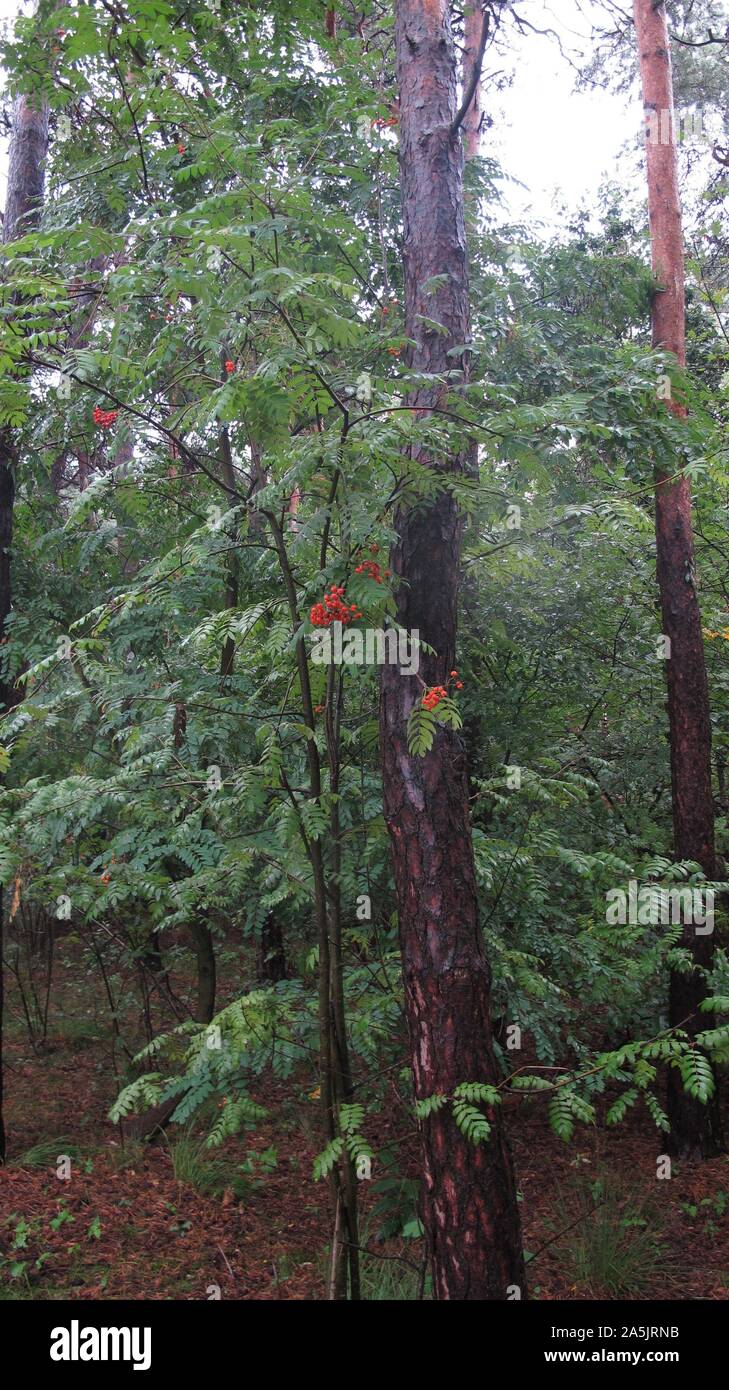 trees in the forest Stock Photo - Alamy