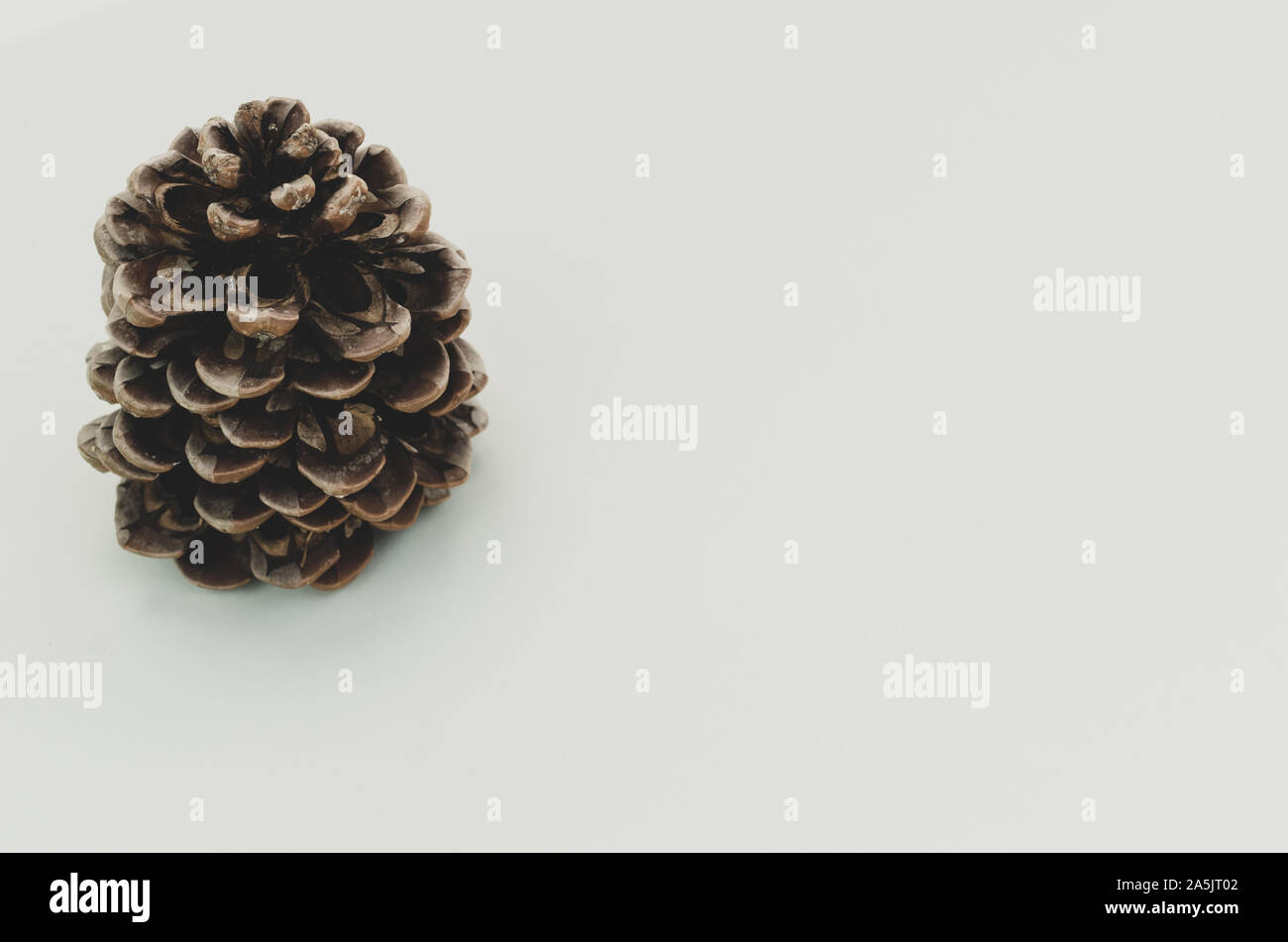 coniferous cone - plant parts close up Stock Photo - Alamy