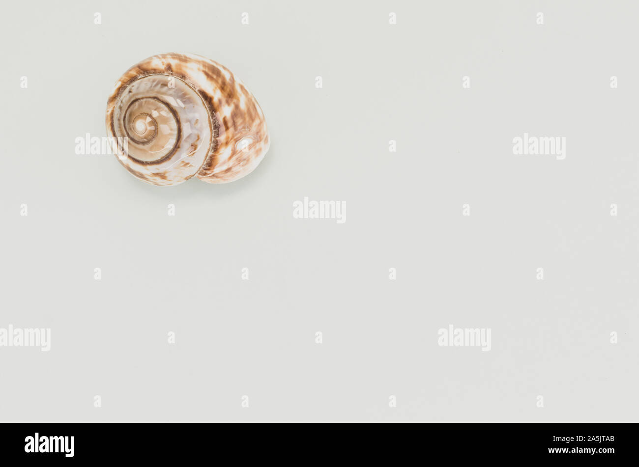 sea shell on a blank paper surface Stock Photo - Alamy