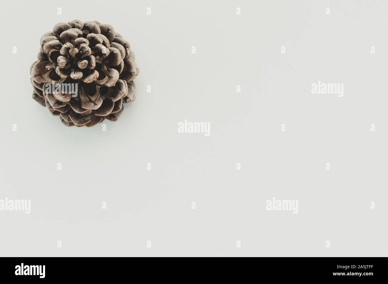 coniferous cone - plant parts close up Stock Photo - Alamy