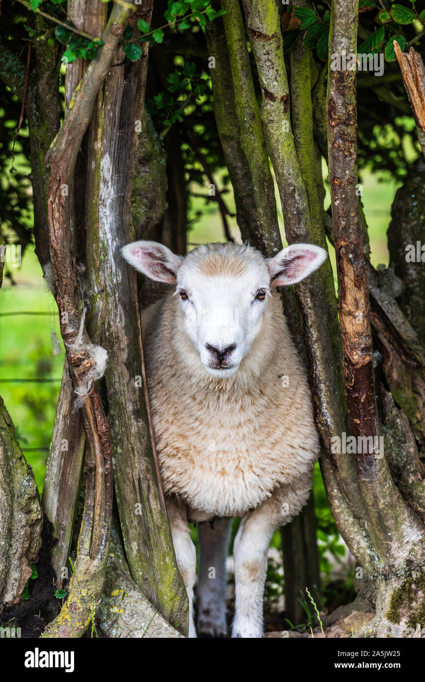 Wool from sheep hi-res stock photography and images - Alamy