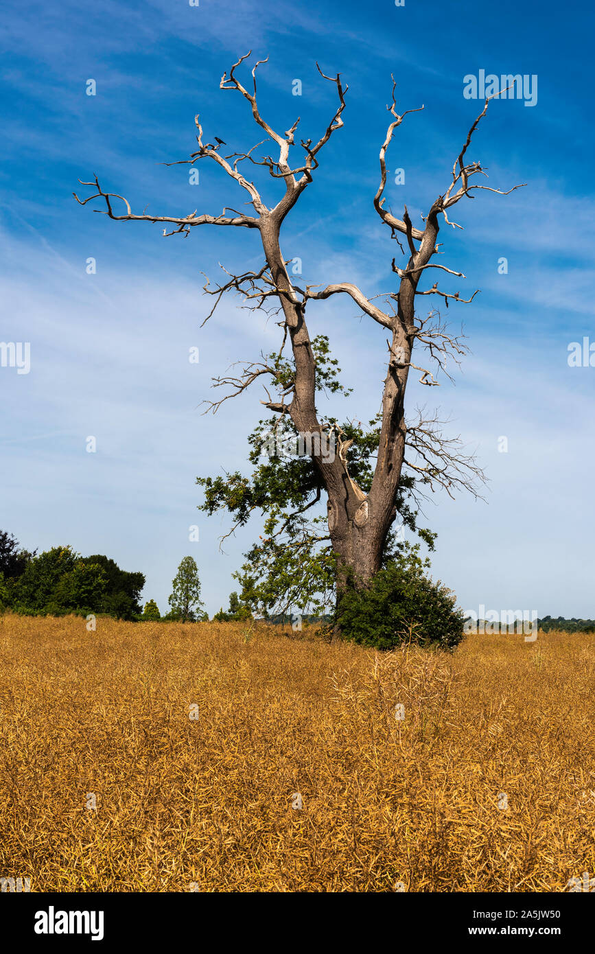 Dead tree in a field of wheat near Goudhurst in Kent, England Stock ...