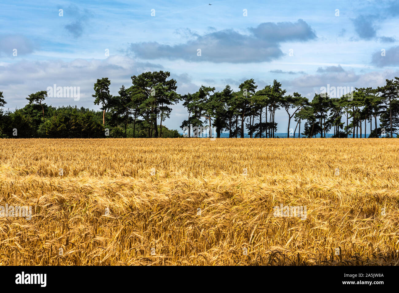 Hollingbourne downs hi-res stock photography and images - Alamy
