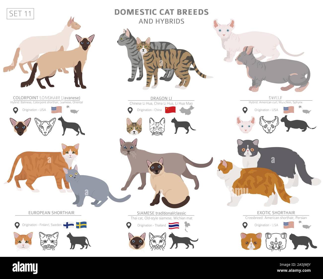 Domestic cat breeds and hybrids collection isolated on white. Flat ...