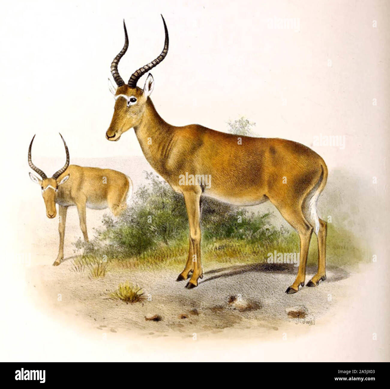 Beatragus hunteri hi-res stock photography and images - Alamy