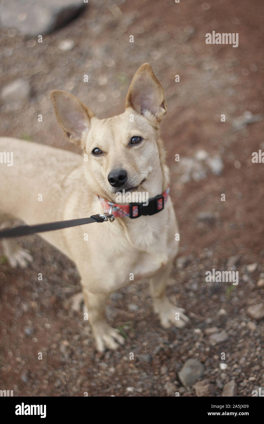 Miniature pinscher pug hi-res stock photography and images - Alamy