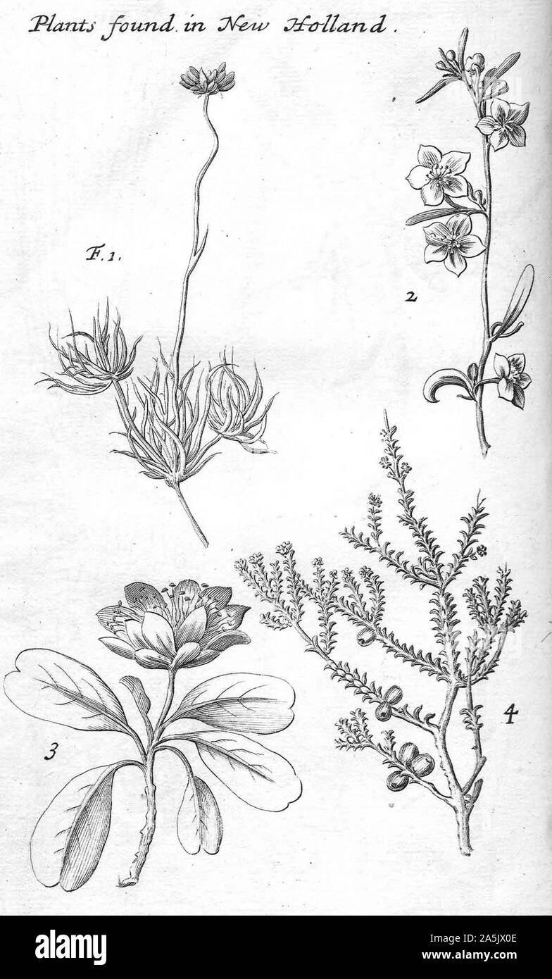 Dampier new holland plants hi-res stock photography and images - Alamy