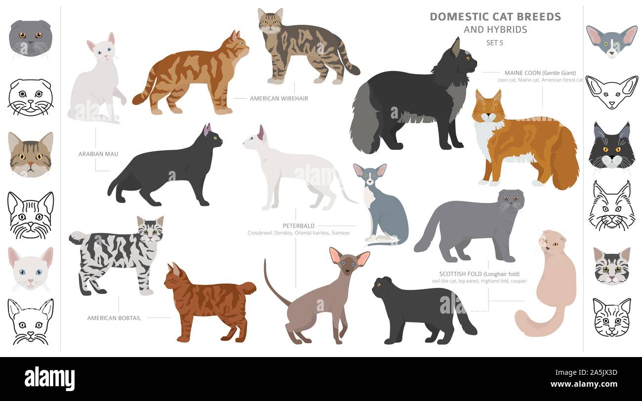 Domestic cat breeds and hybrids collection isolated on white. Flat ...