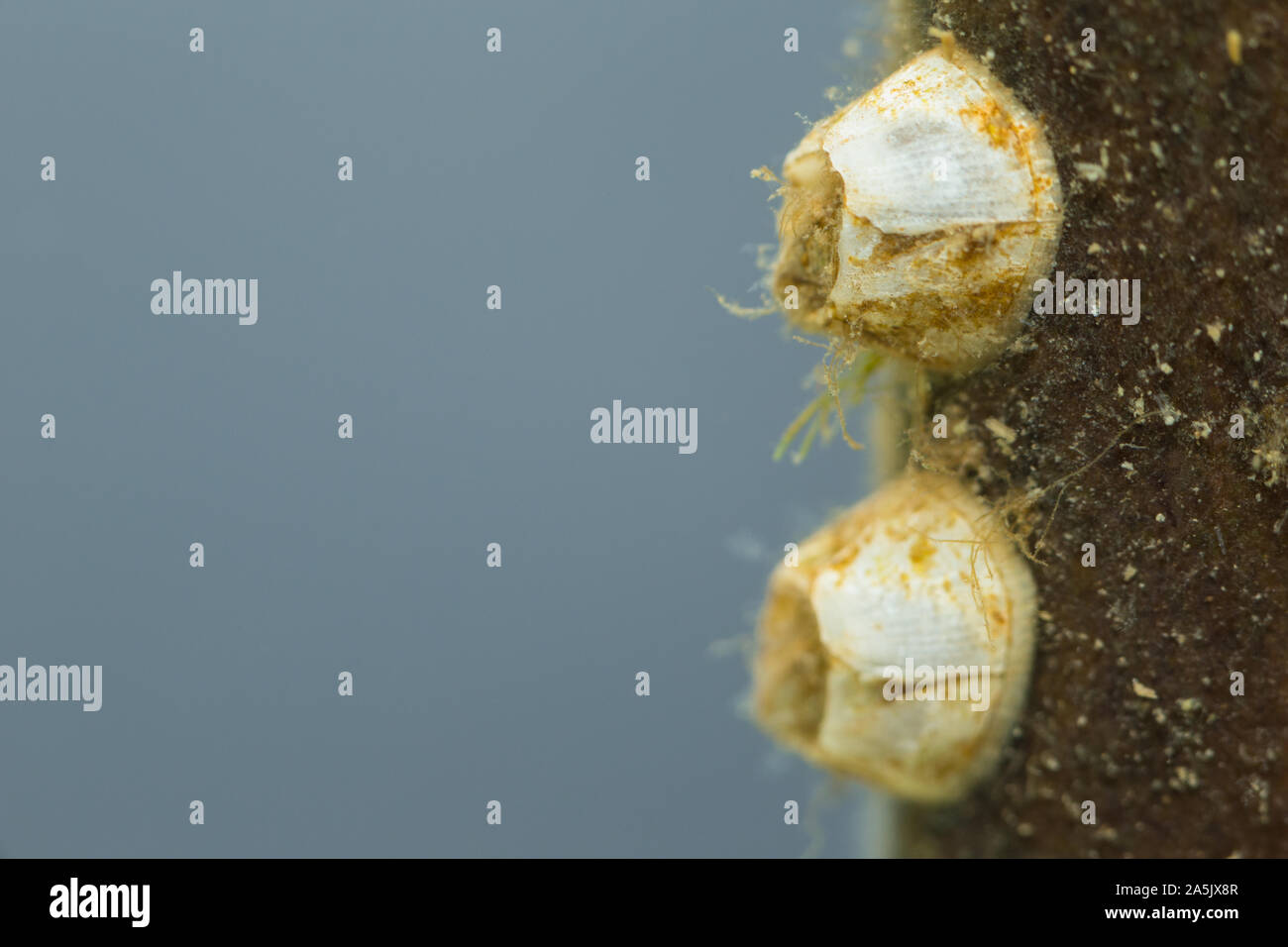 Barnacle surface hi-res stock photography and images - Alamy
