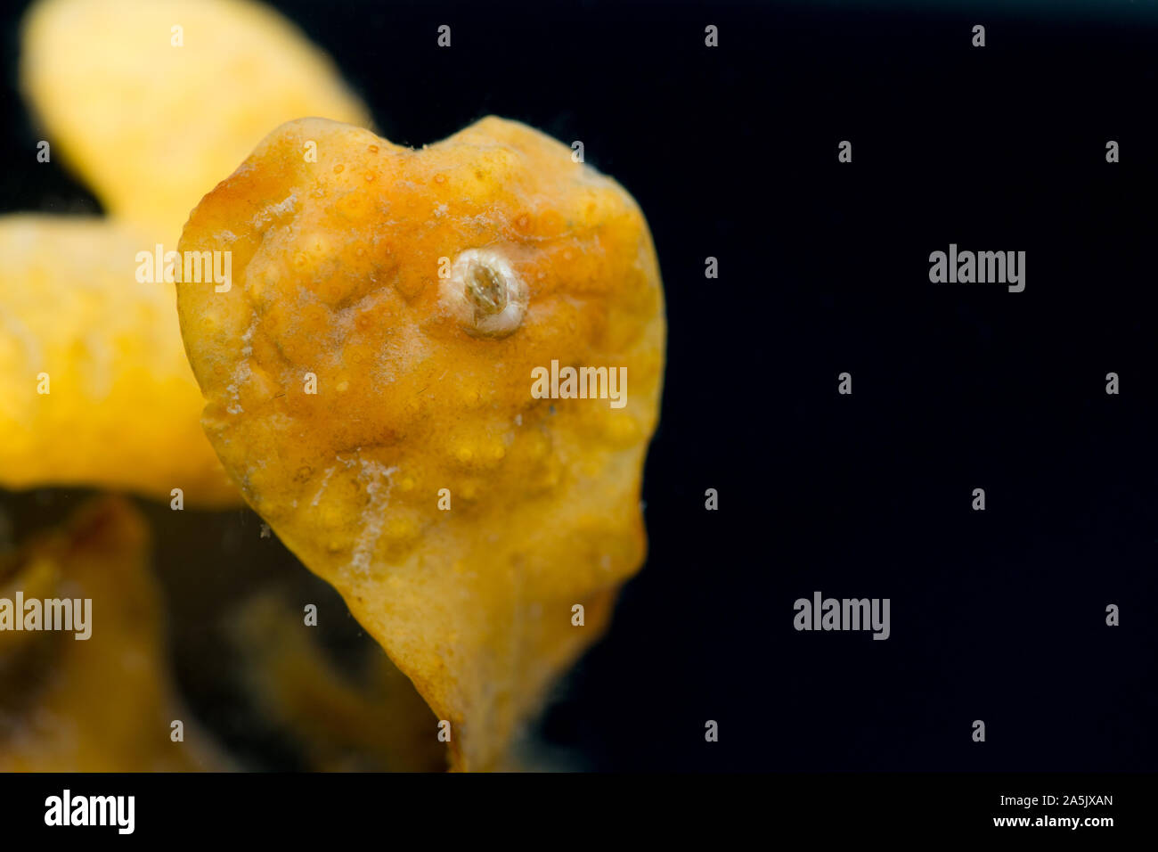 Barnacle surface hi-res stock photography and images - Alamy