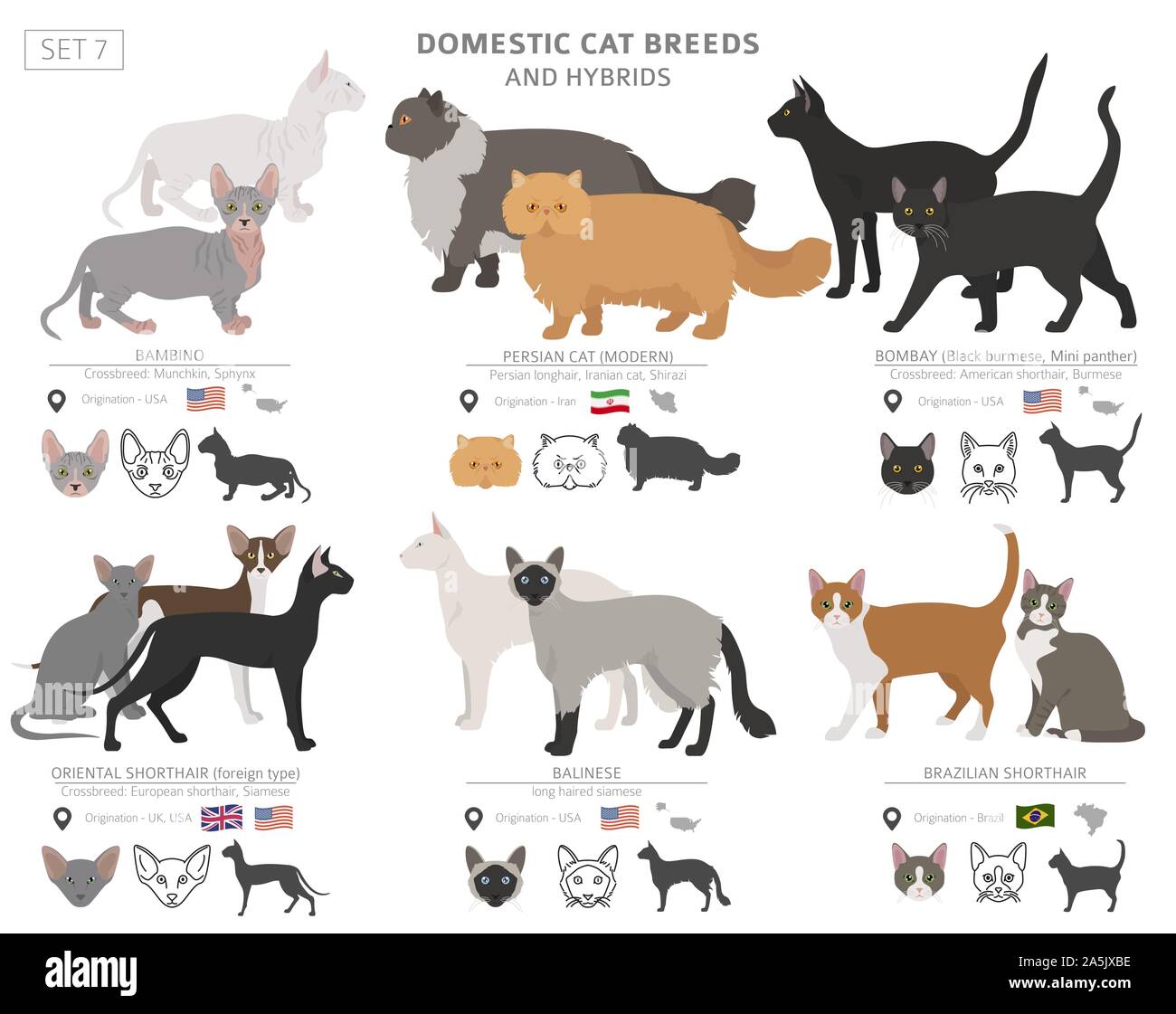 Domestic cat breeds and hybrids collection isolated on white. Flat ...