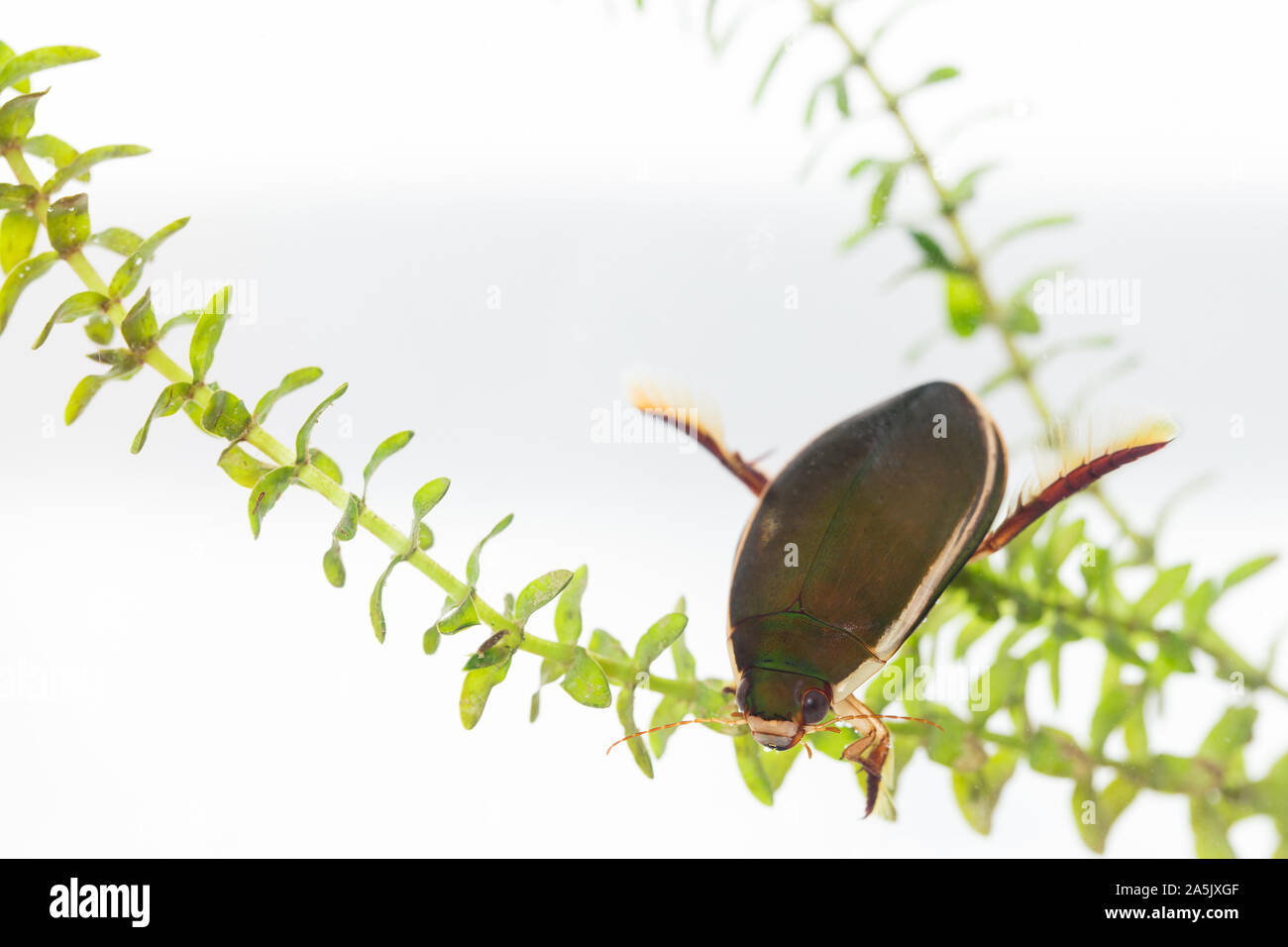 Diving beetle (Cybister lateralimarginalis Stock Photo - Alamy