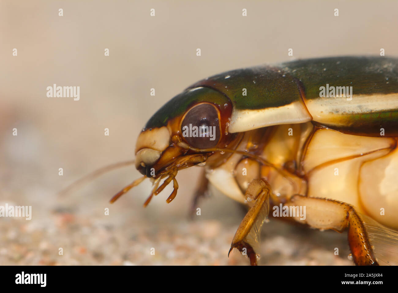 Diving beetle (Cybister lateralimarginalis Stock Photo - Alamy