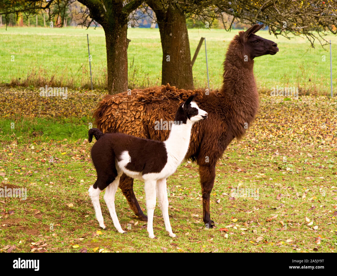 Baby animals and father hi-res stock photography and images - Alamy