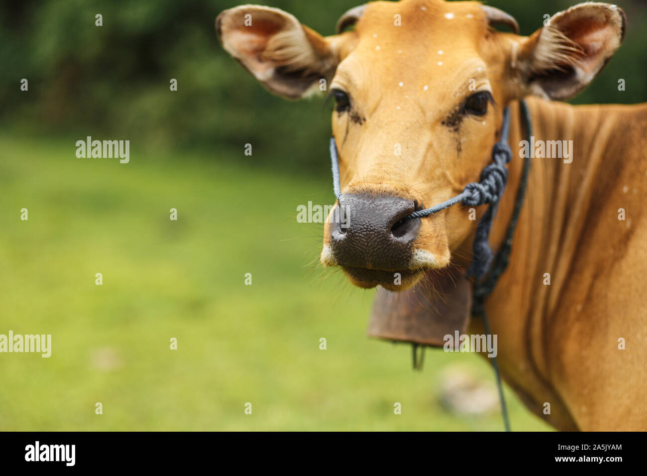 Portrait of a tropical light Asian cow grazes on green grass Stock ...