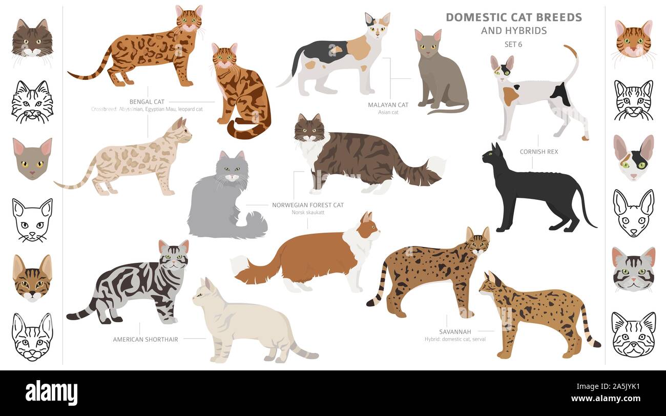 Domestic cat breeds and hybrids collection isolated on white. Flat ...