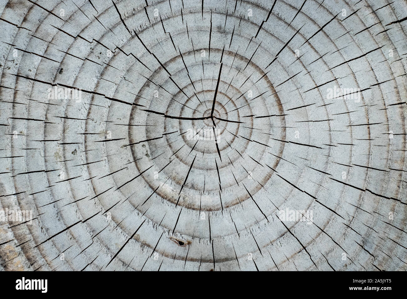 Geometric tree rings hi-res stock photography and images - Alamy