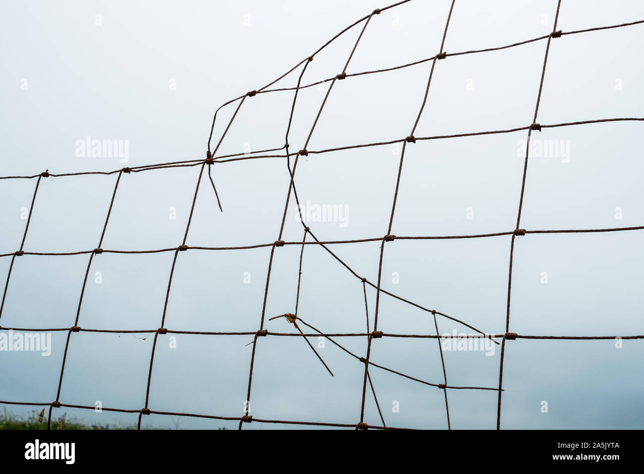 Close up of a broken mesh fence on the Pembrokeshire Coast, Wales, UK ...