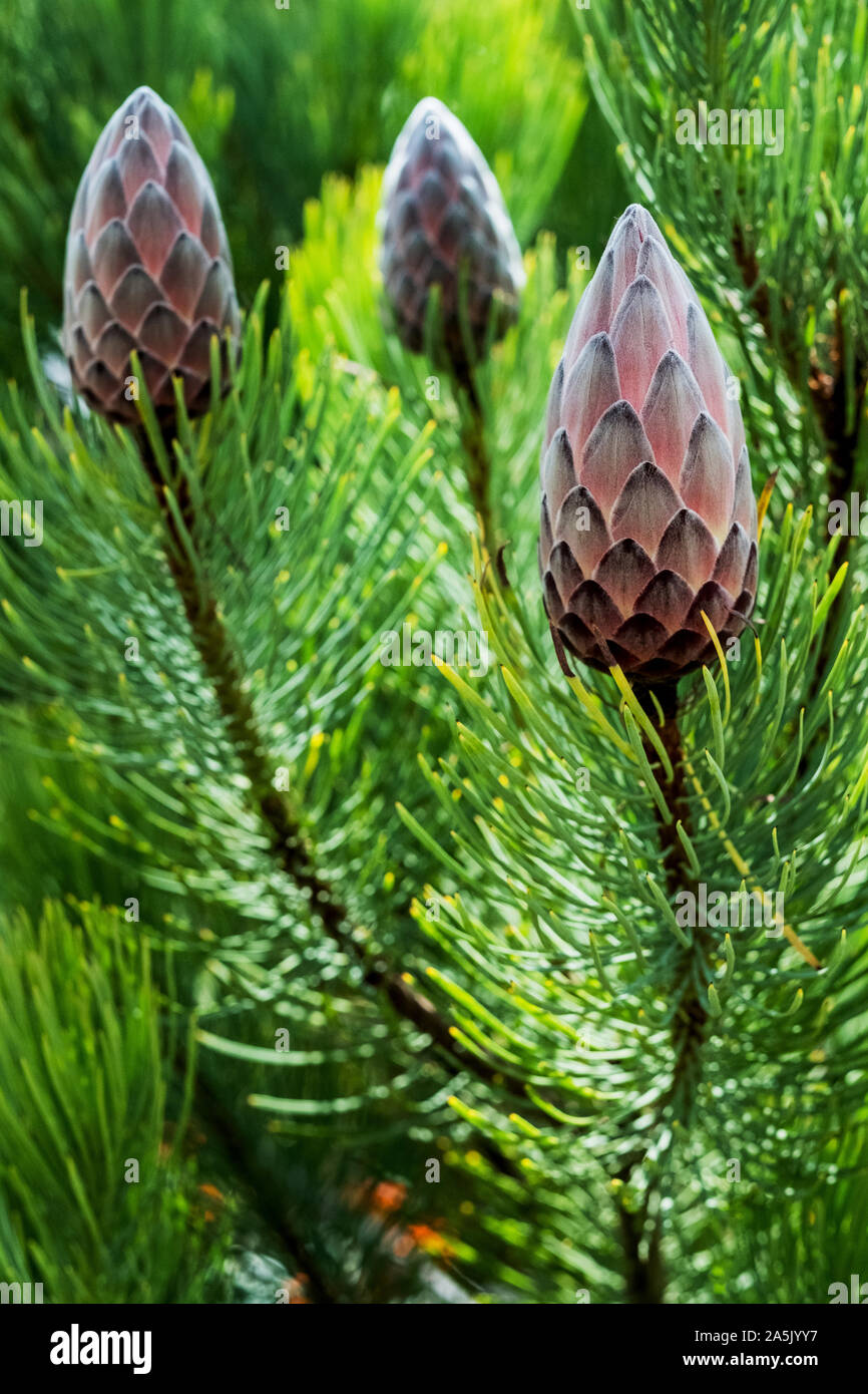 Close up of Small Pine Sugarbush, Protea aristata, with close buds ...