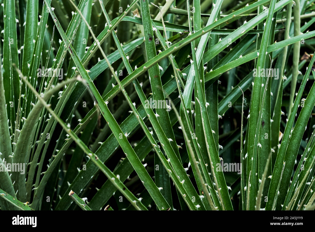 Leaf blades hi-res stock photography and images - Alamy