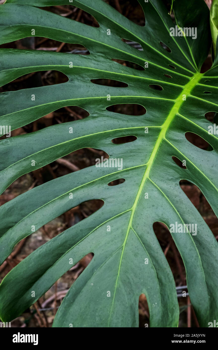 Delicious monster leaf hi-res stock photography and images - Alamy