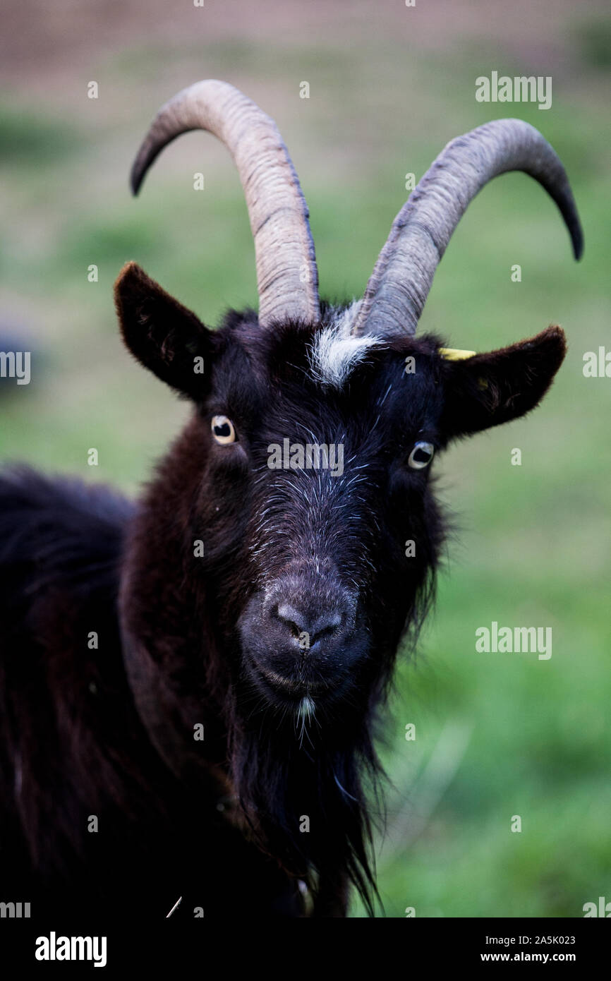 Black billy goat hi-res stock photography and images - Alamy