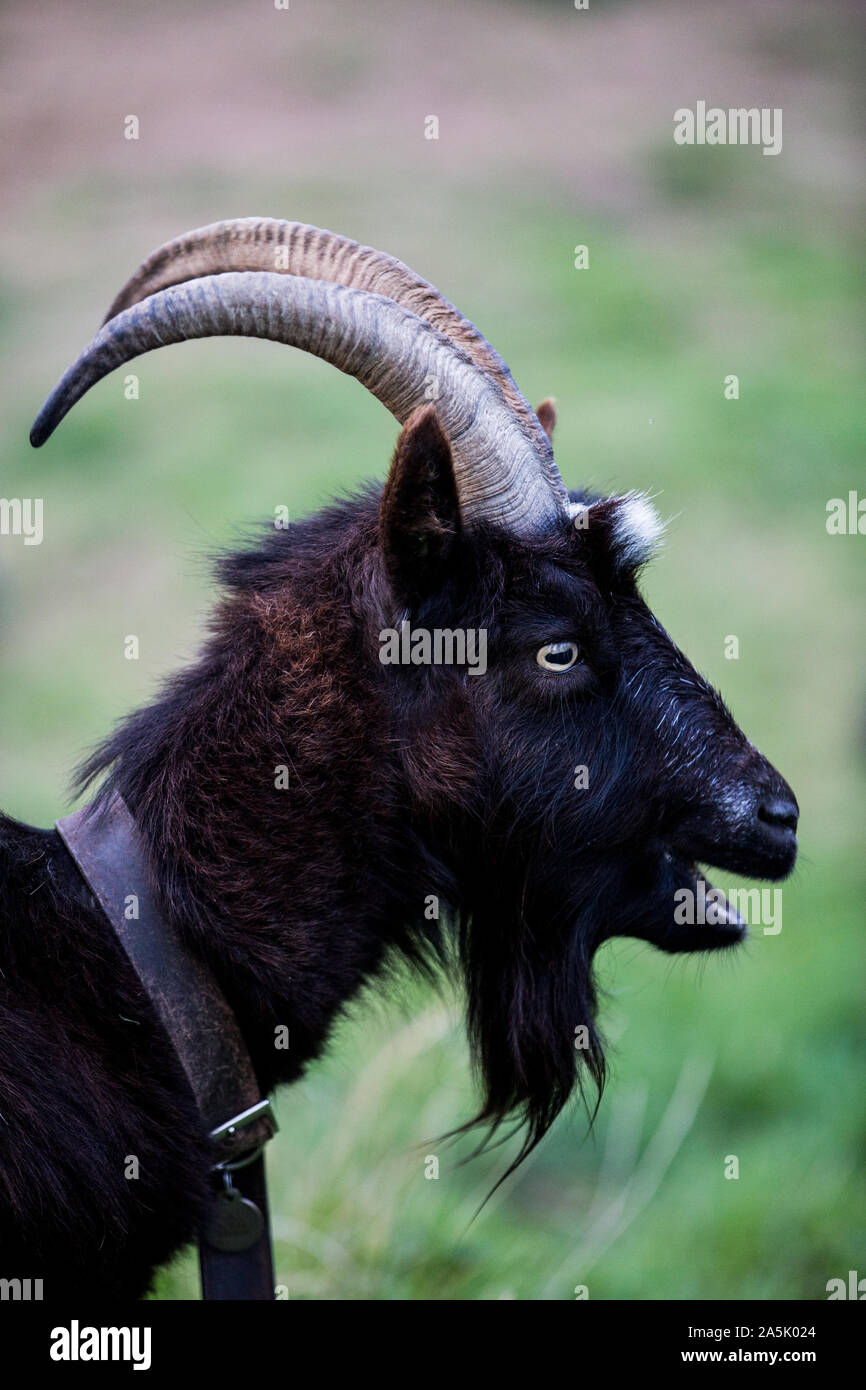 Male billy goat standing on hi-res stock photography and images - Alamy