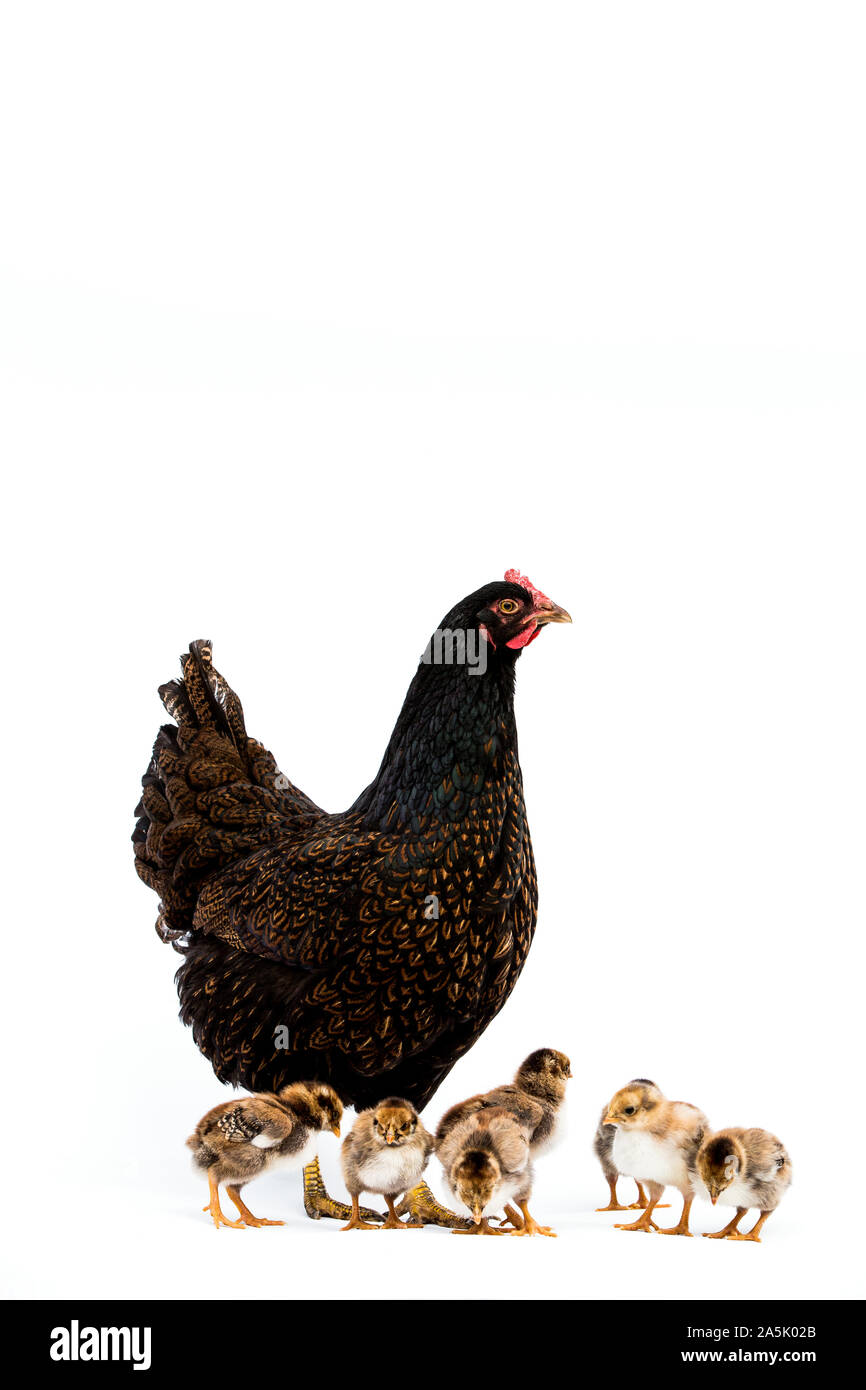 Brown hen with small group of chicks on white background Stock Photo ...