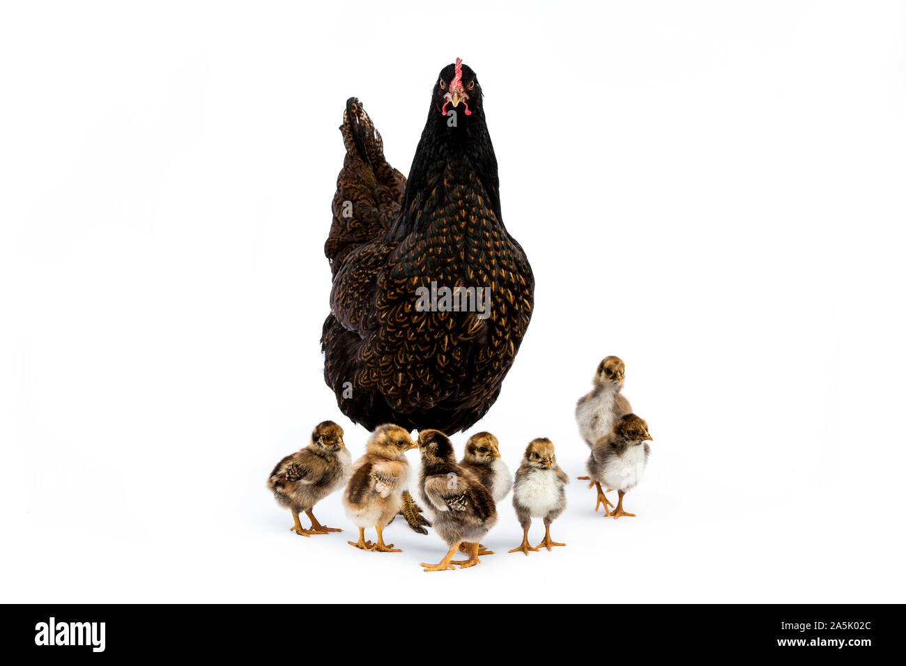 Brown hen with small group of chicks on white background Stock Photo ...