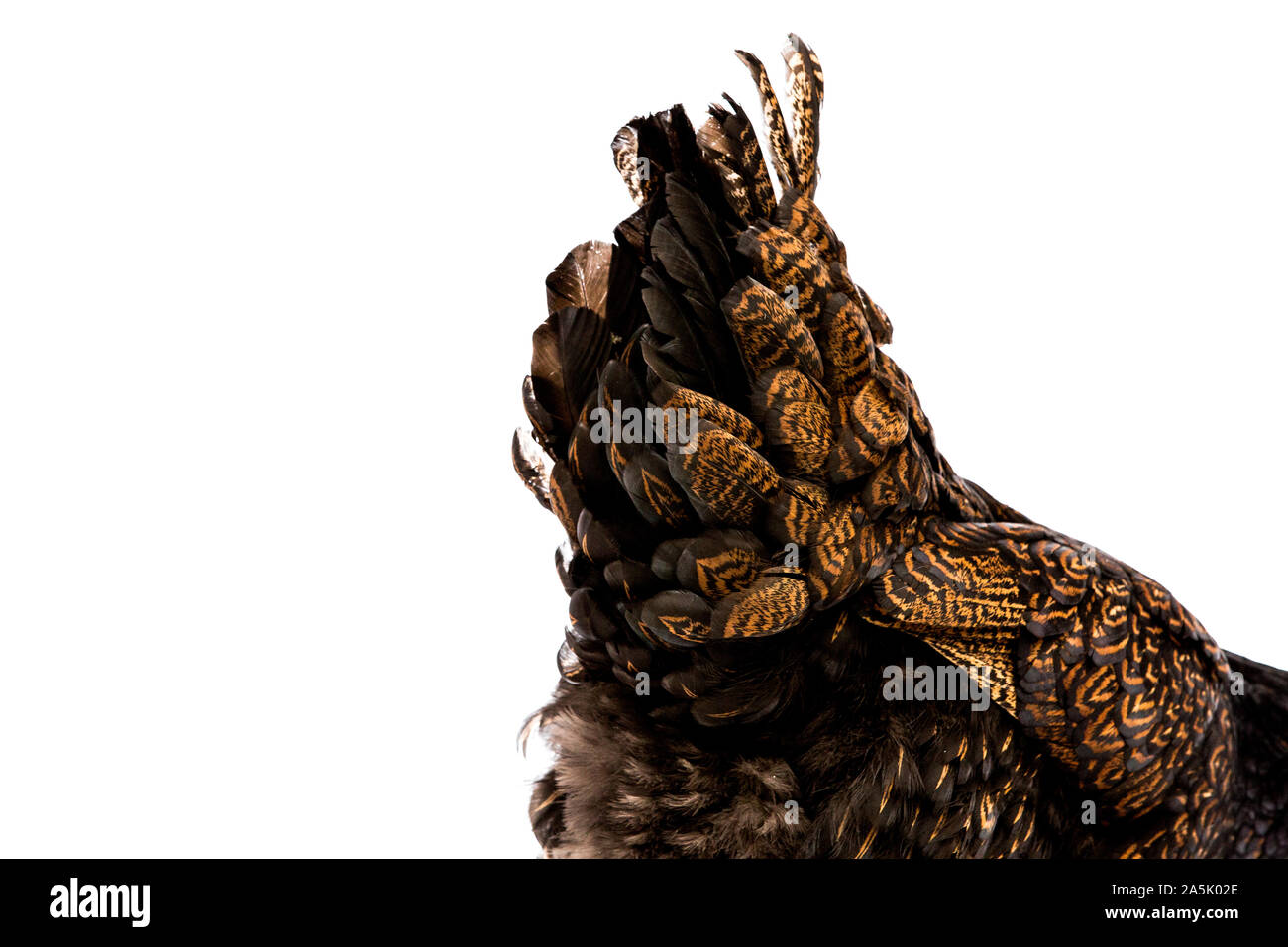 Close up of brown chicken's rump on white background Stock Photo - Alamy