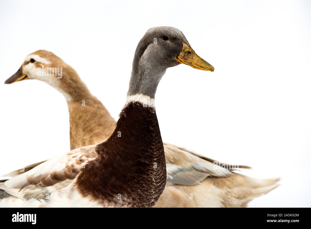 Vertical shot brown ducks hi-res stock photography and images - Alamy