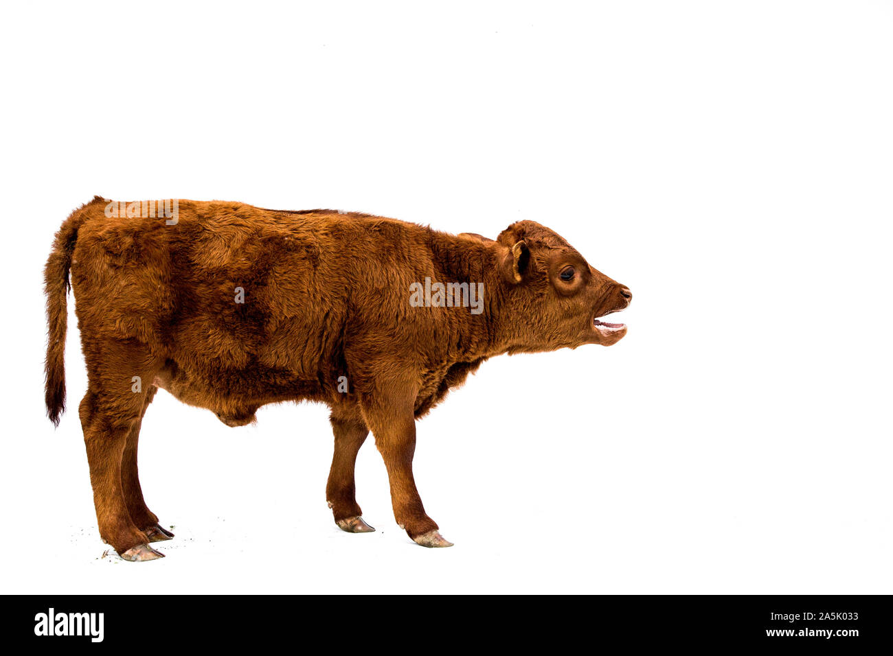 Full length side view of brown calf on white background Stock Photo - Alamy