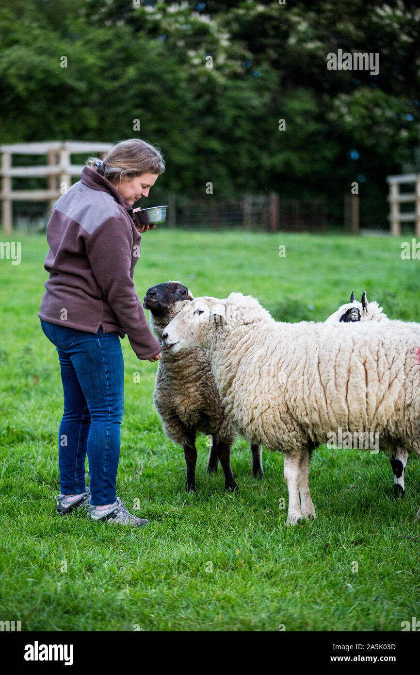 Woman feeding sheep hi-res stock photography and images - Alamy
