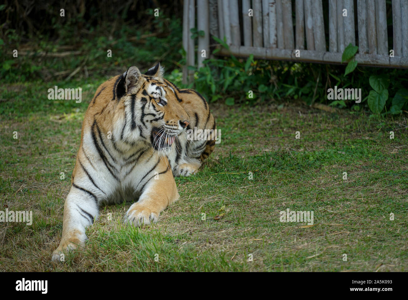 Asian tigers hi-res stock photography and images - Alamy