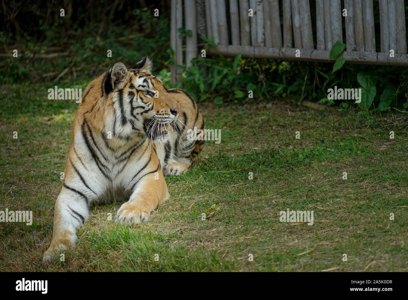 Asian tigers hi-res stock photography and images - Alamy