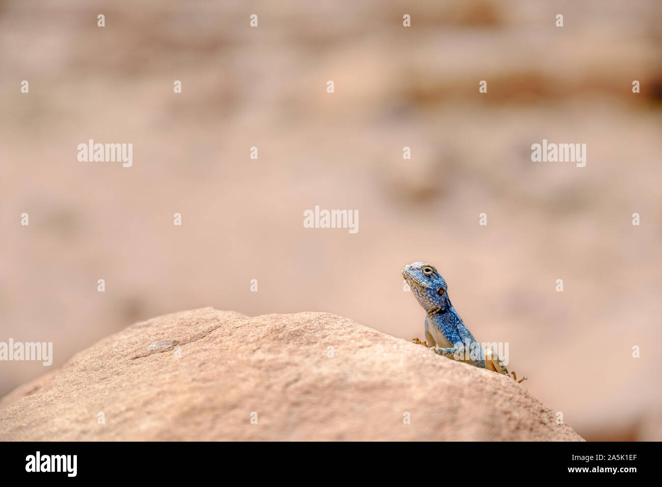 Petra wildlife hi-res stock photography and images - Alamy