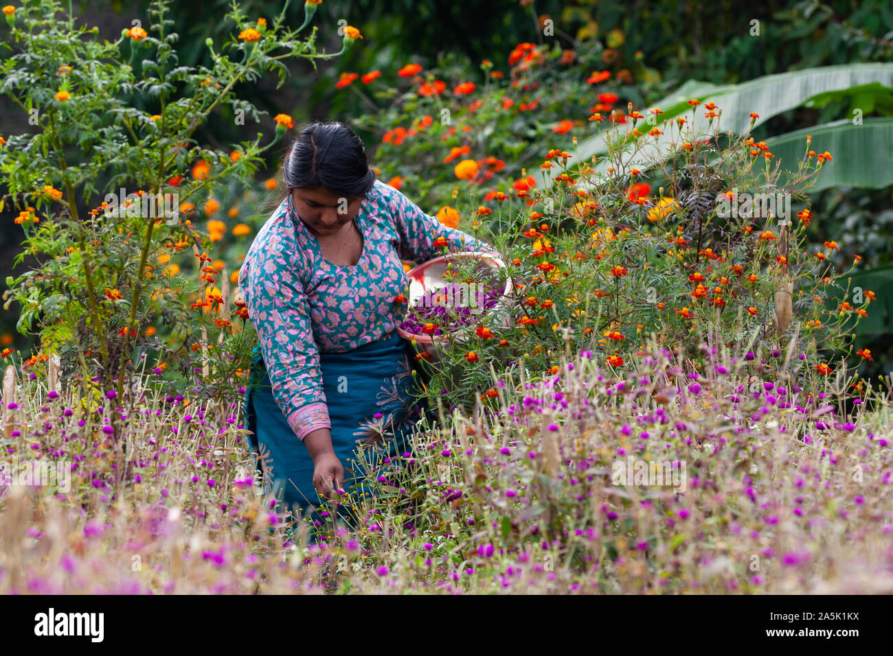 Bhaktapur, Nepal. 21st Oct, 2019. A woman picks globe amaranth ...