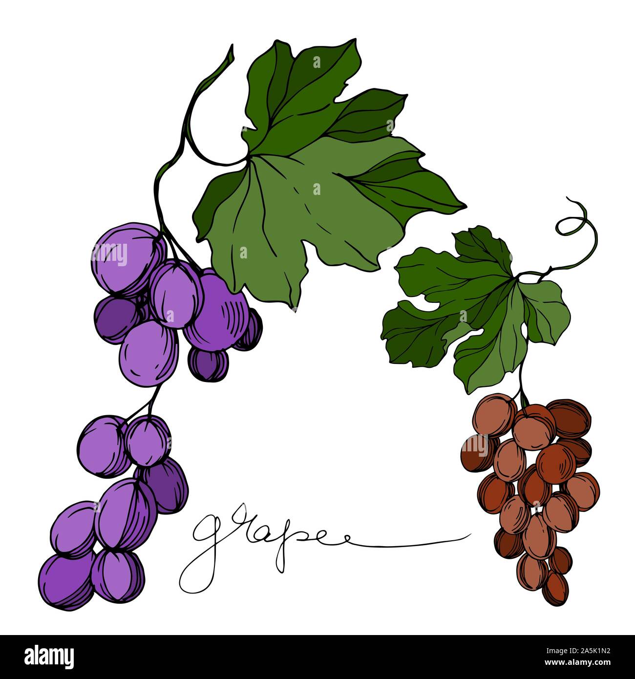 Autumn grape liana red Cut Out Stock Images & Pictures - Alamy