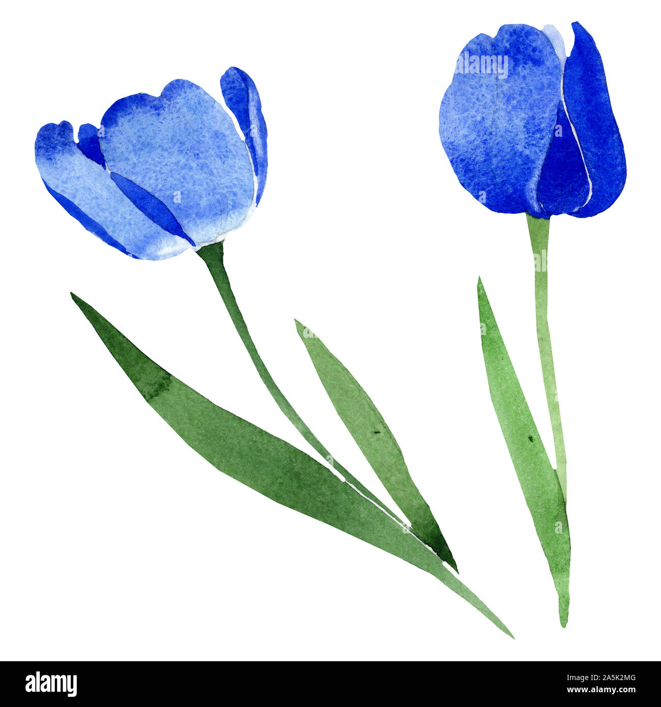 Blue tulip floral botanical flowers. Watercolor background illustration ...
