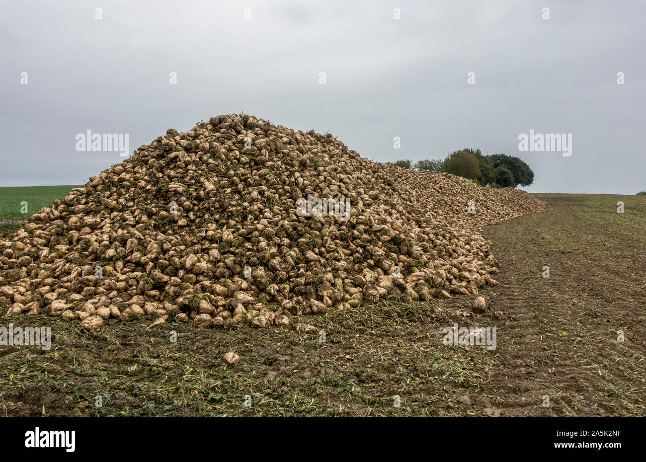 Sucrose farming agriculture hi-res stock photography and images - Alamy